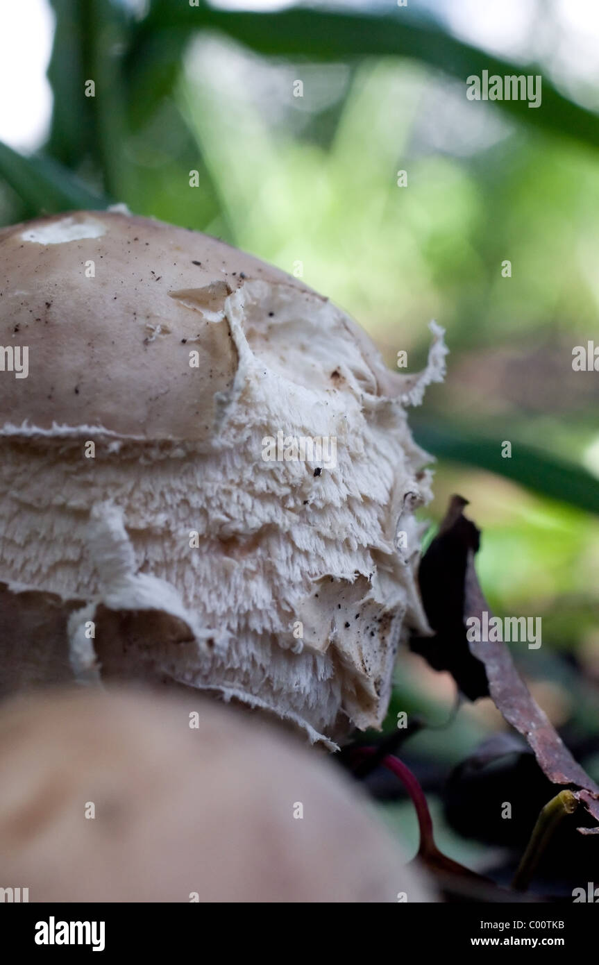 Detail of a mushroom hi-res stock photography and images - Alamy