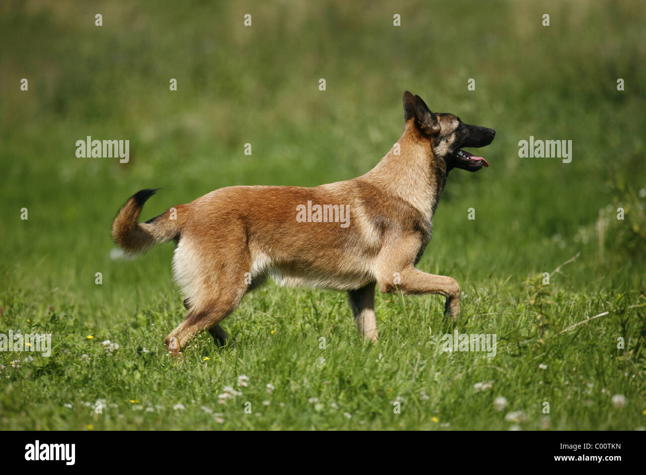 Running malinois hi-res stock photography and images - Alamy