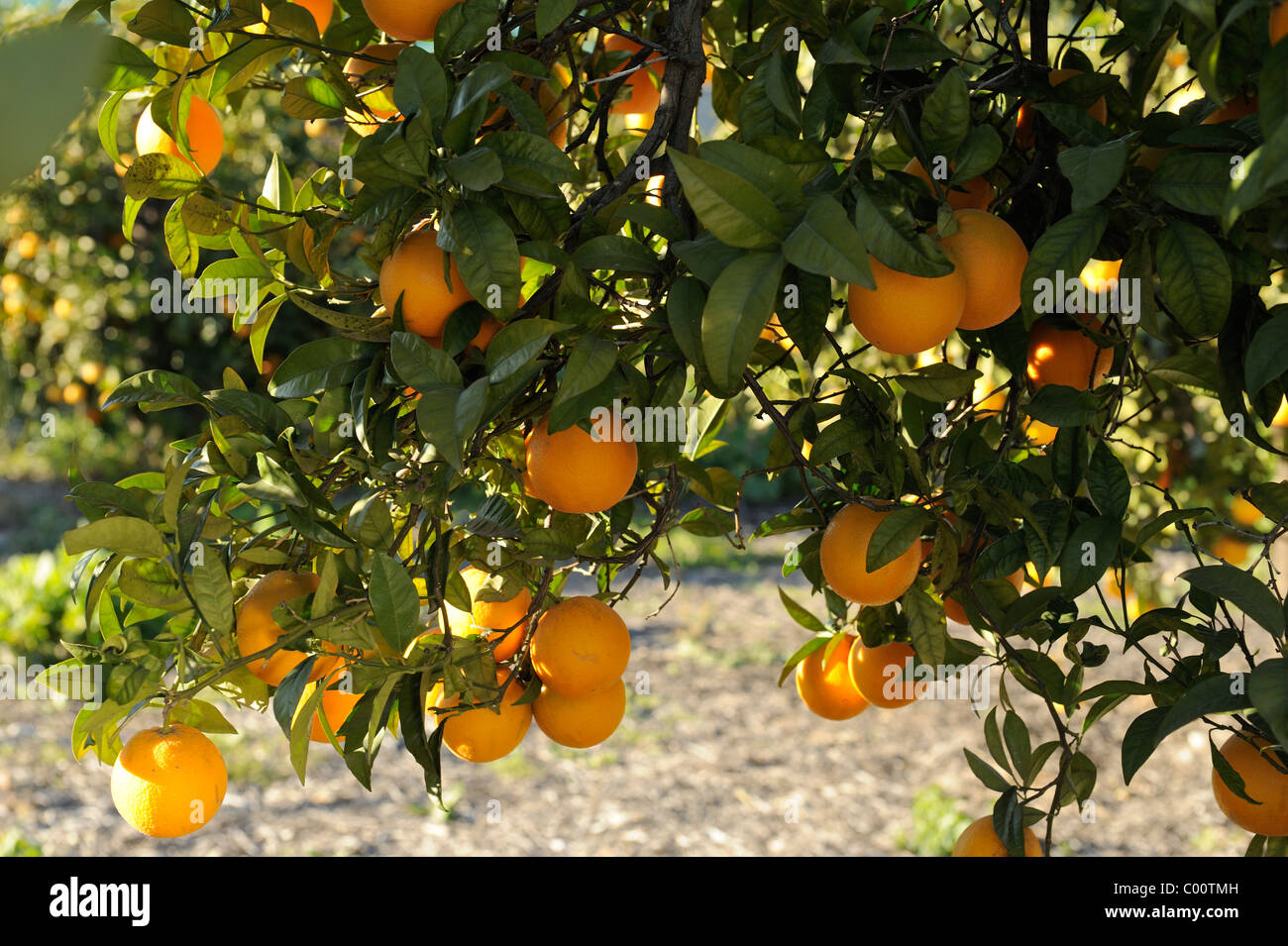 Orange tree citrus sinensis hi-res stock photography and images - Alamy