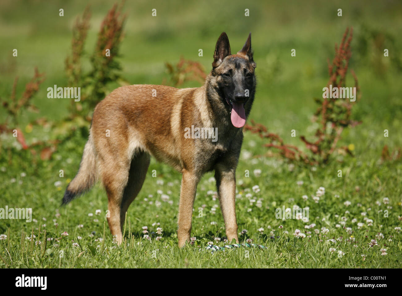 Malinois playing ball hi-res stock photography and images - Alamy