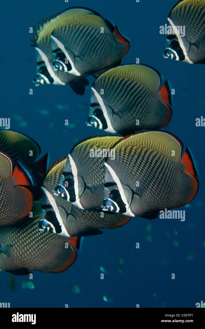 School of Redtail butterflyfish Stock Photo - Alamy