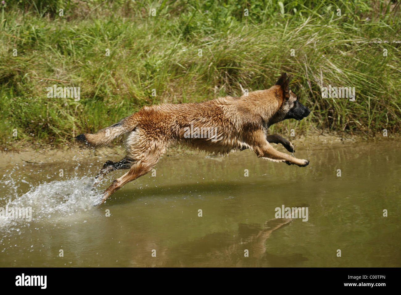 Jumping belgian malinois hi-res stock photography and images - Alamy