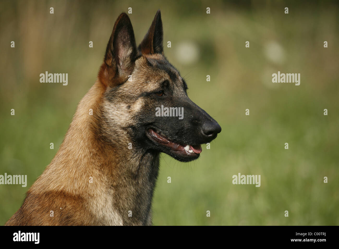 Berger belge malinois hi-res stock photography and images - Alamy