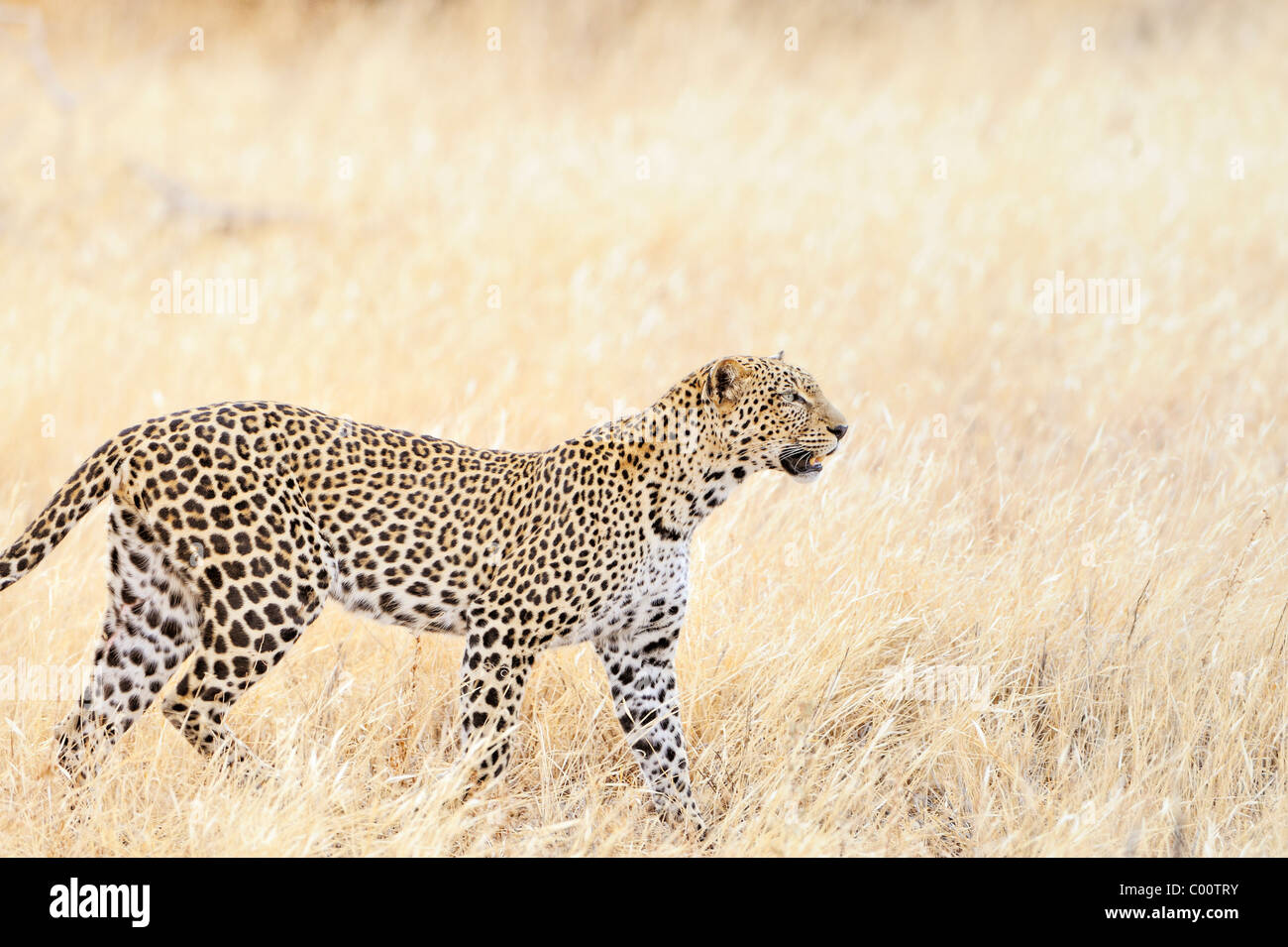 A female leopard on the hunt in dry grasses in Samburu, Kenya Stock ...