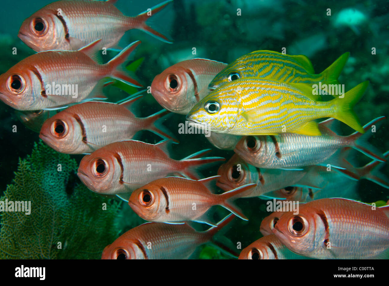 Schooling fish stare at the camera Stock Photo - Alamy