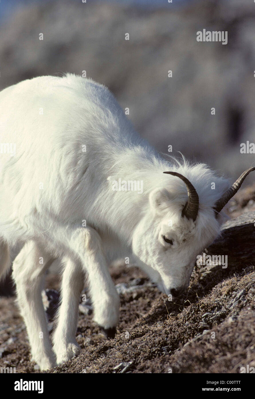 Dall sheep, dall ram, dall ewe, sheep, Denali National Park, Denali ...