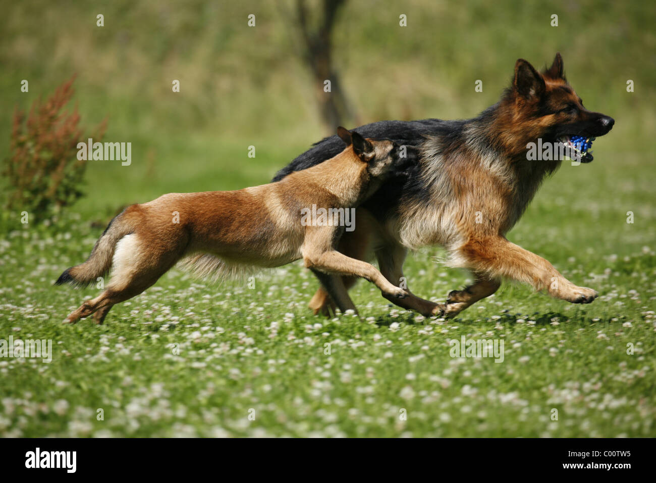 2 malinois hi-res stock photography and images - Alamy