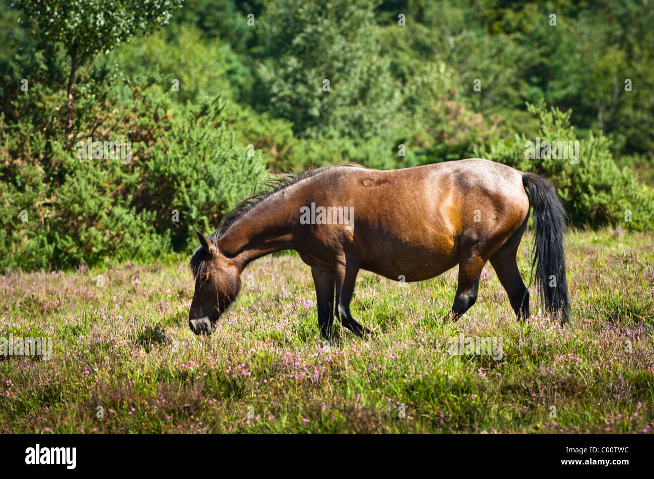 New Forest pony grazing Stock Photo - Alamy