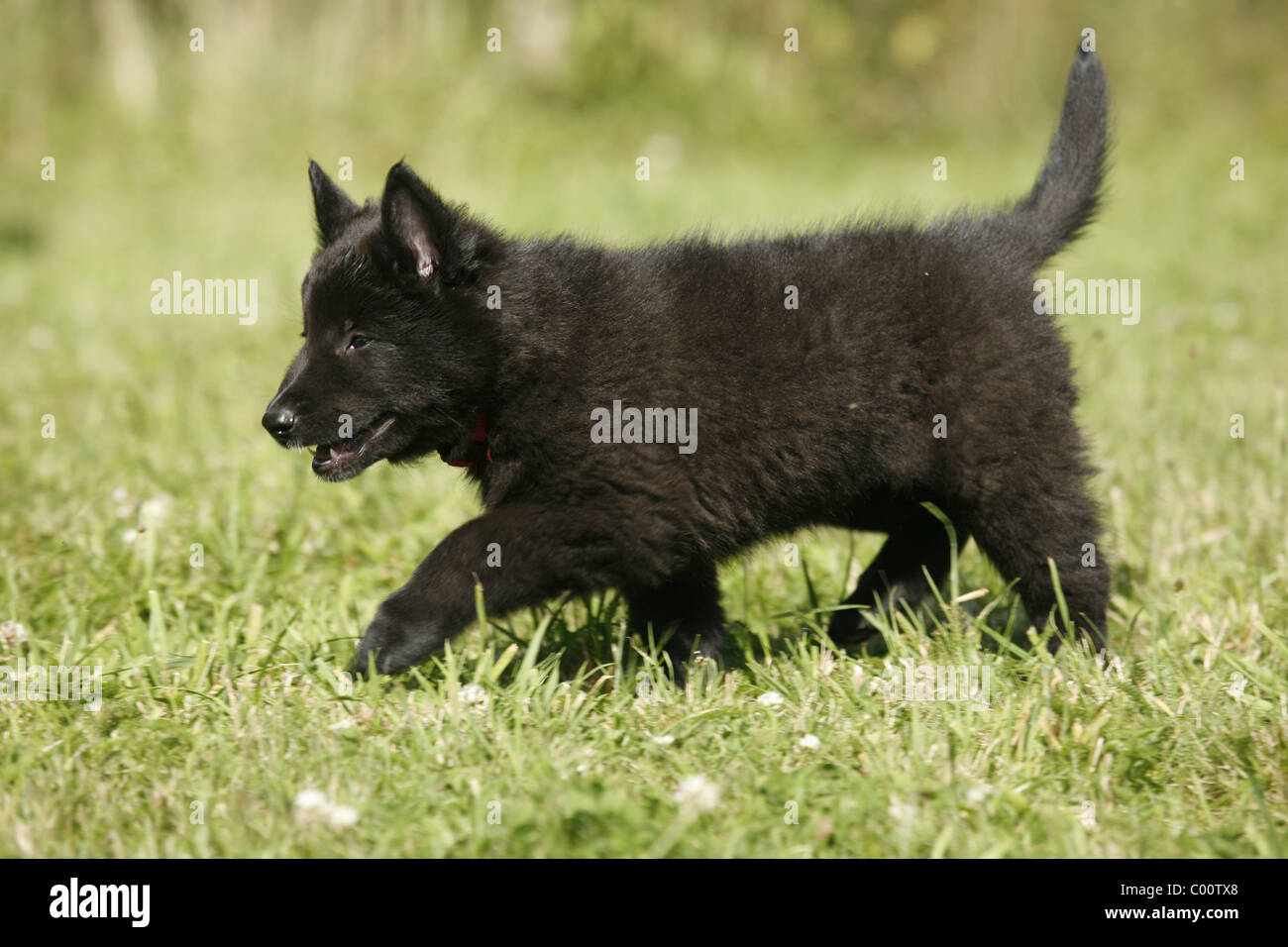 Groenendael Welpe / Groenendael Puppy Stock Photo - Alamy