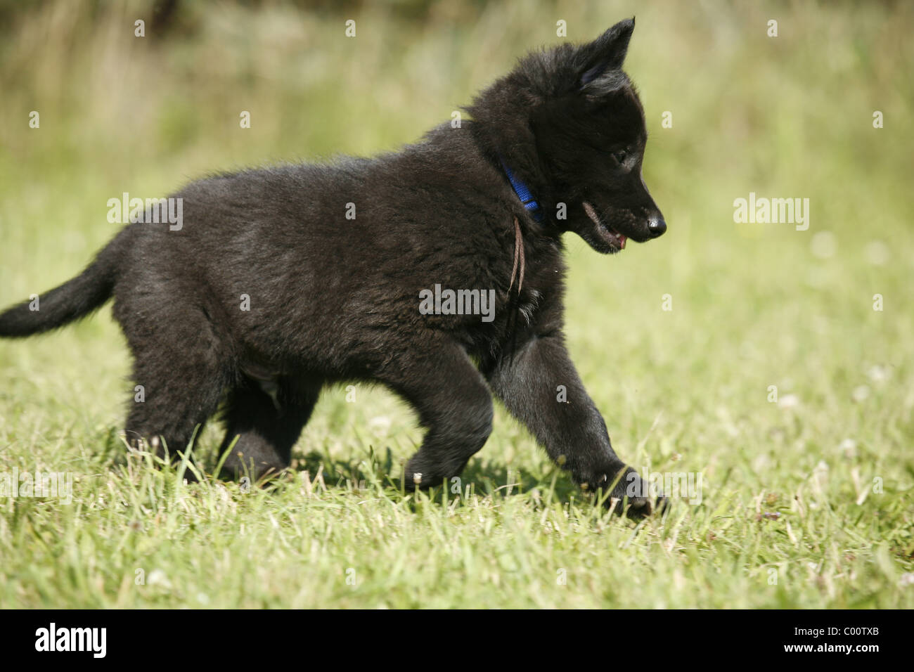 Groenendael Welpe / Groenendael Puppy Stock Photo - Alamy