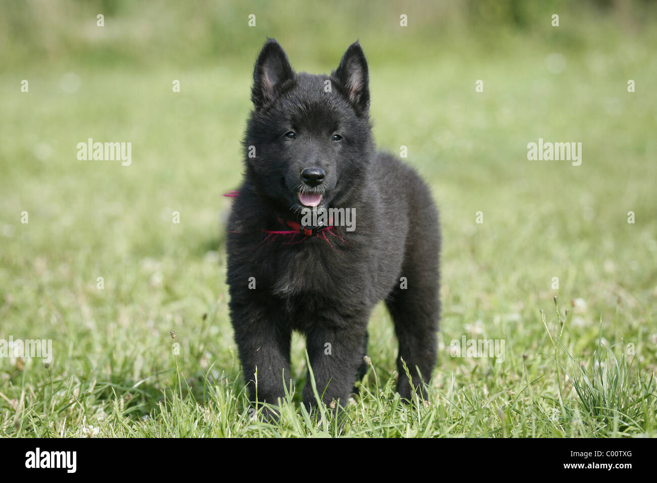 Groenendael Welpe / Groenendael Puppy Stock Photo - Alamy