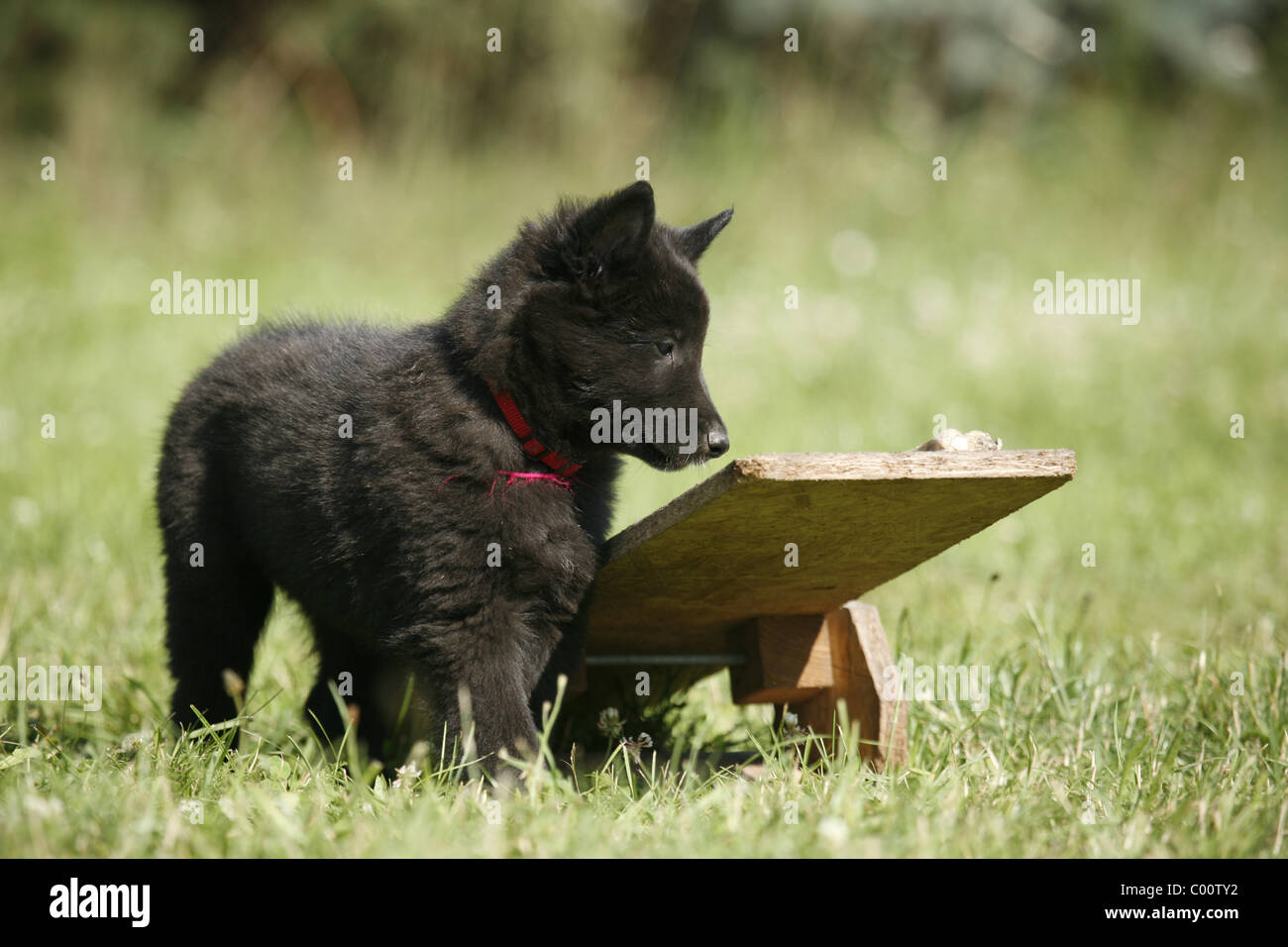 Groenendael Welpe / Groenendael Puppy Stock Photo - Alamy