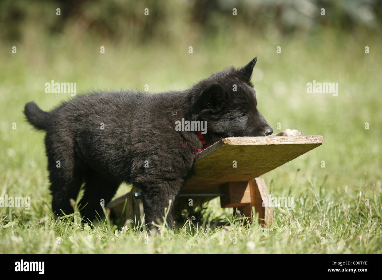 Groenendael Welpe / Groenendael Puppy Stock Photo - Alamy
