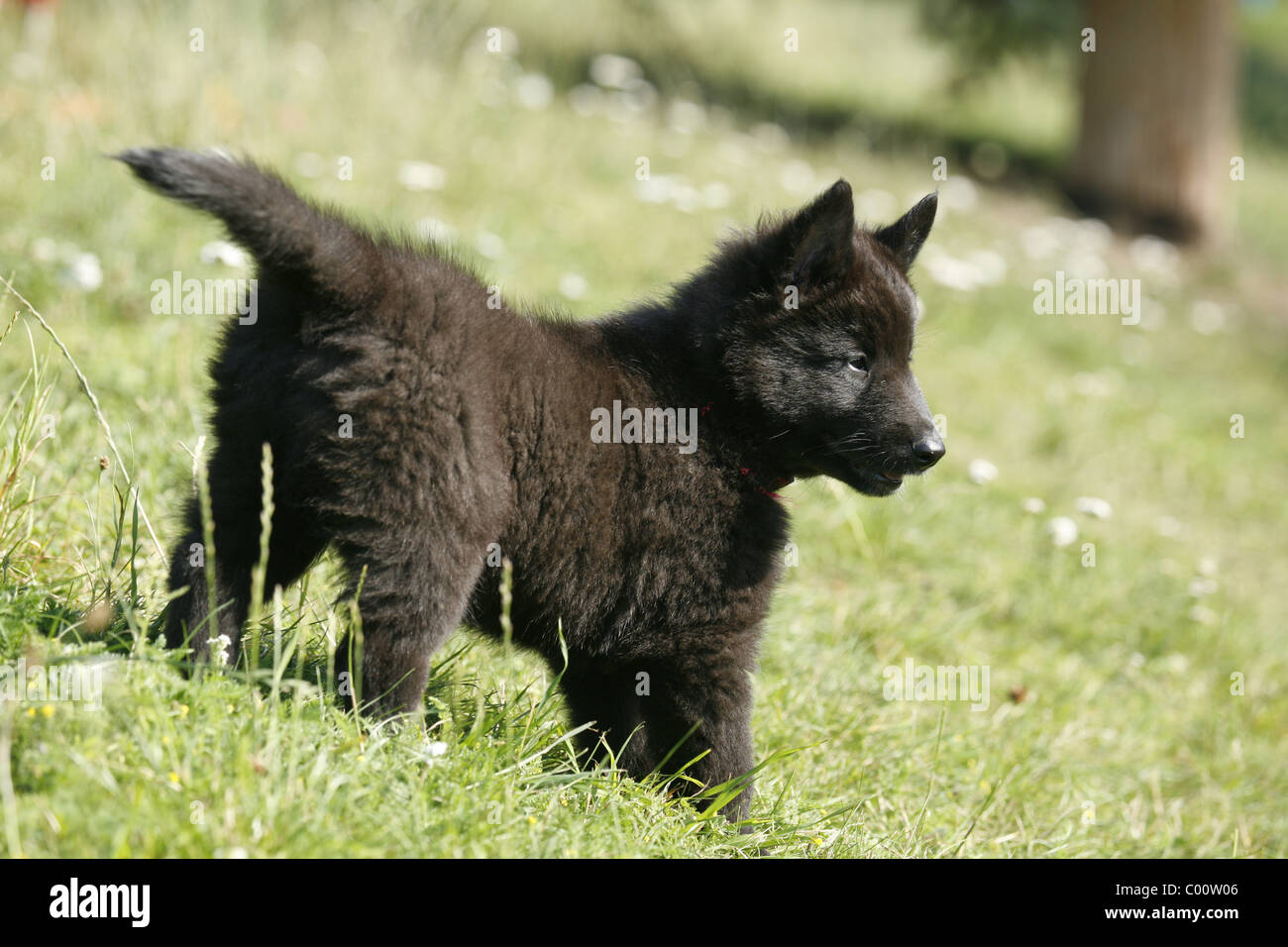 Groenendael Welpe / Groenendael Puppy Stock Photo - Alamy