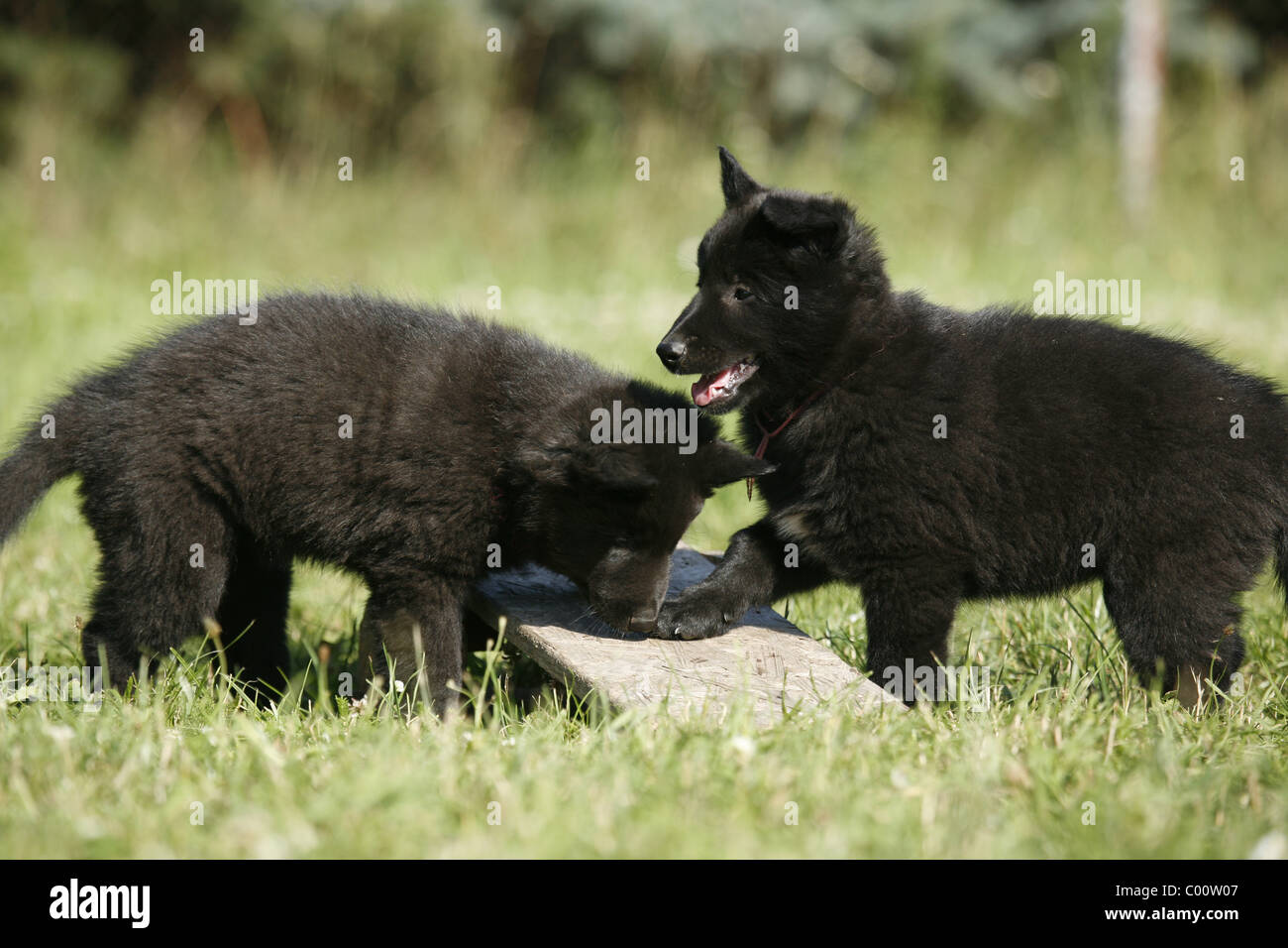 Groenendael Welpen / Groenendael Puppies Stock Photo - Alamy
