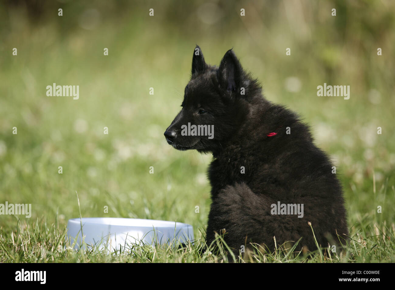Groenendael welpe groenendael puppy hi-res stock photography and images ...