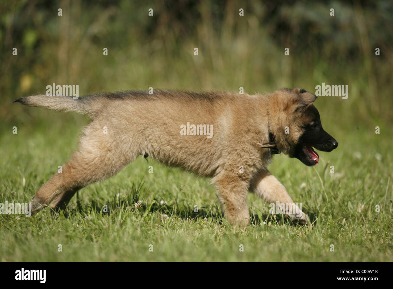 Tervueren Welpe / Tervuren Puppy Stock Photo - Alamy