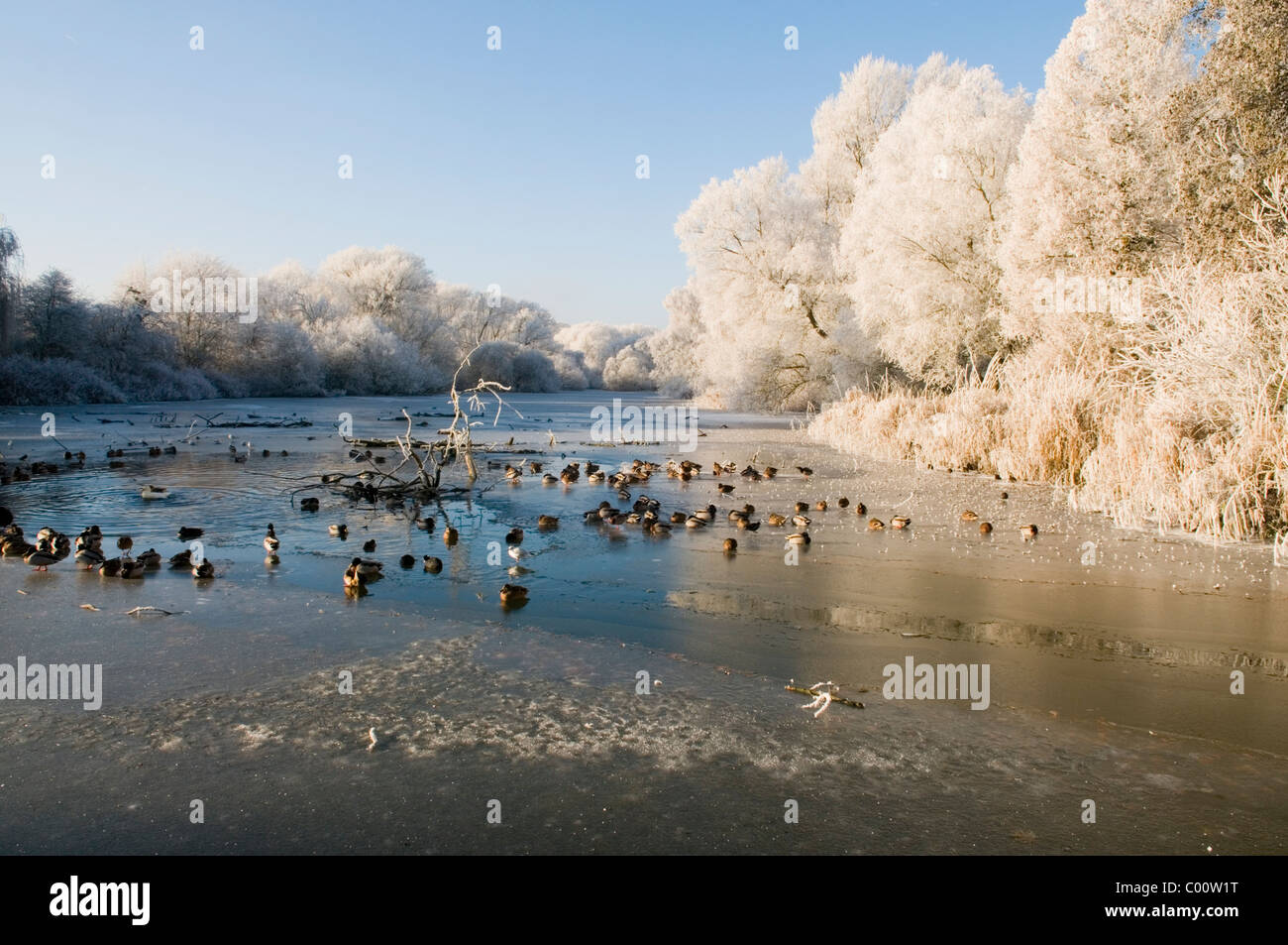 Coombe abbey park winter hi-res stock photography and images - Alamy