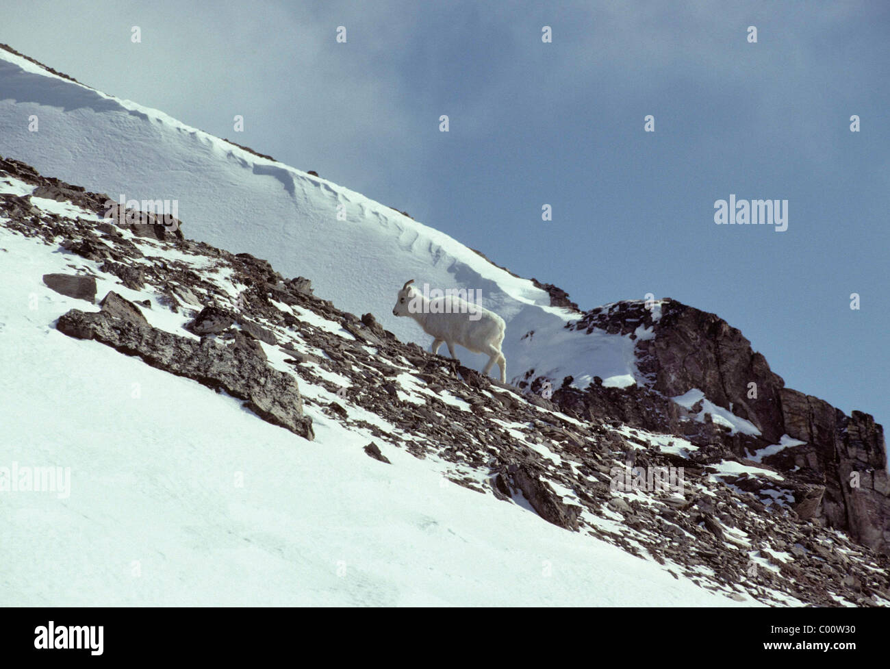 Dall sheep habitat hi-res stock photography and images - Alamy
