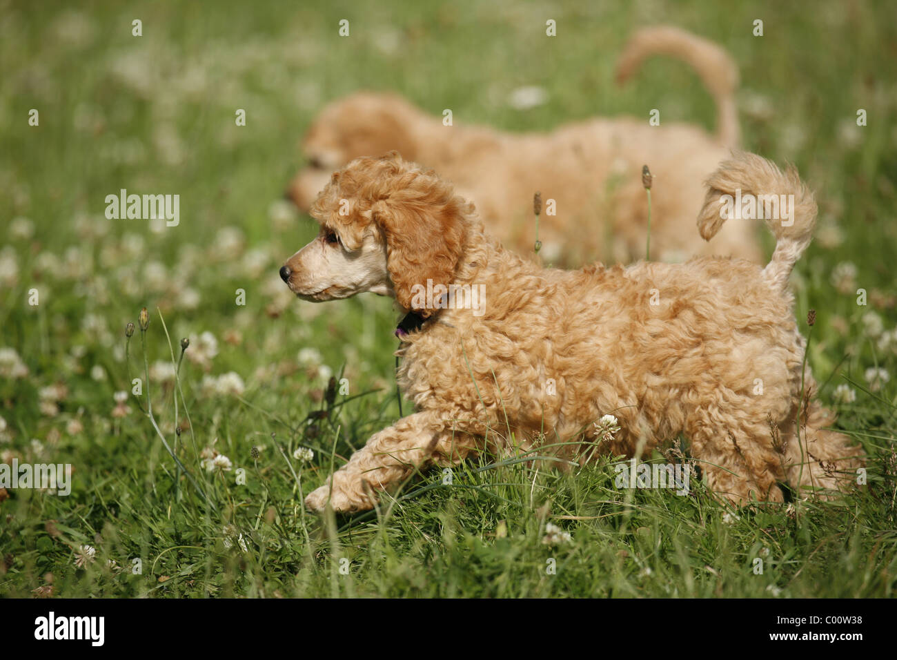Pudel Welpe / poodle puppy Stock Photo - Alamy