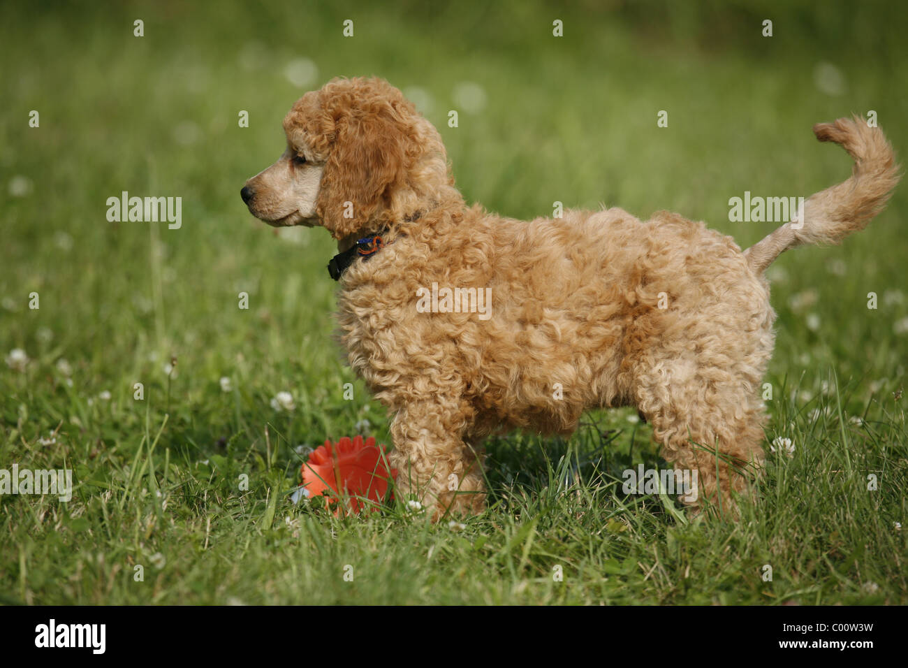 Pudel Welpe / poodle puppy Stock Photo - Alamy