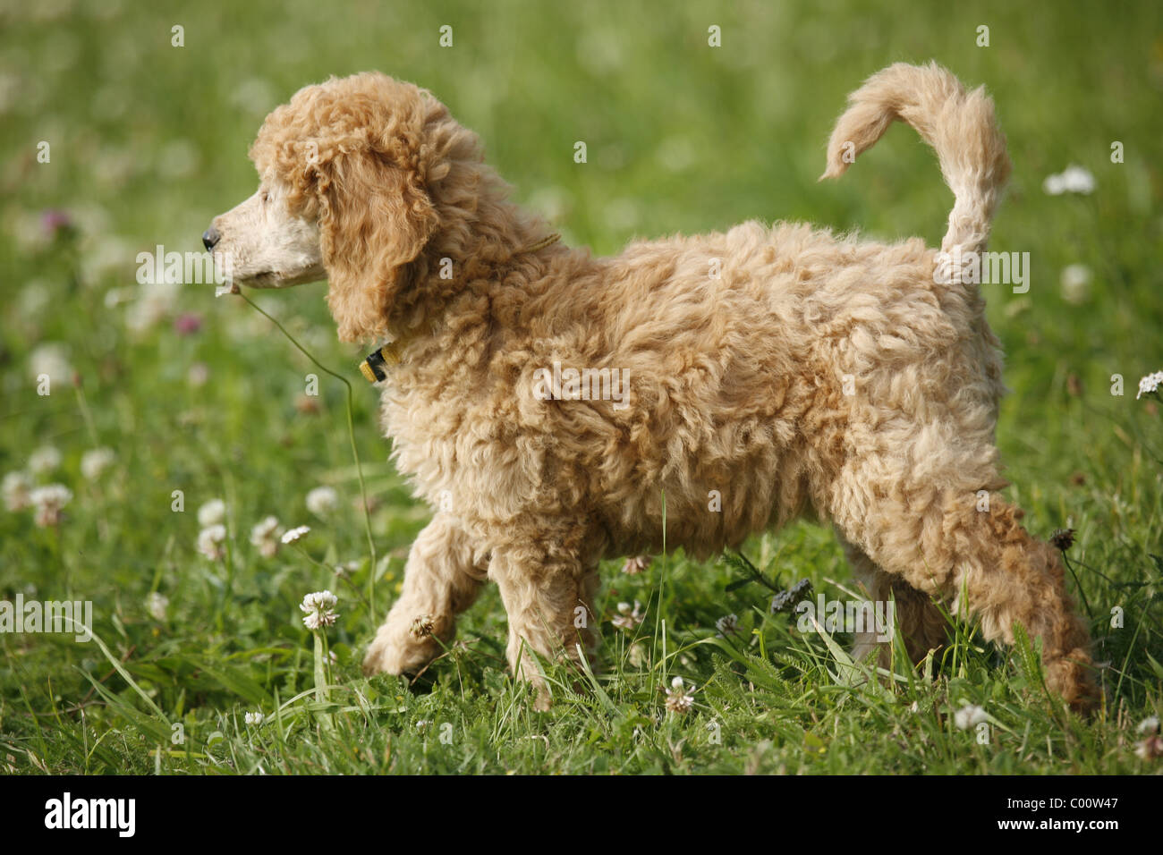 Pudel Welpe / poodle puppy Stock Photo - Alamy
