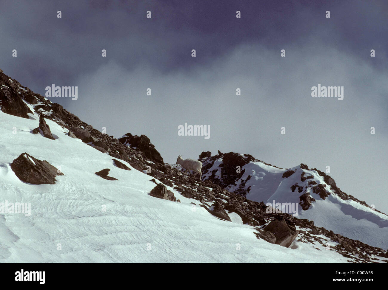 Dall sheep, dall ram, dall ewe, sheep, Denali National Park, Denali ...