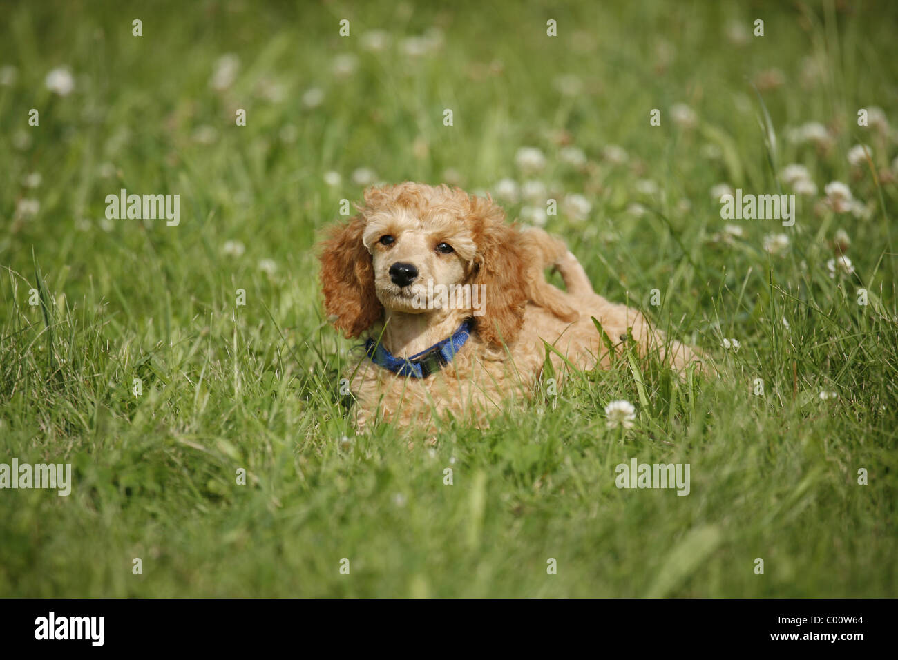 Pudel Welpe / poodle puppy Stock Photo - Alamy