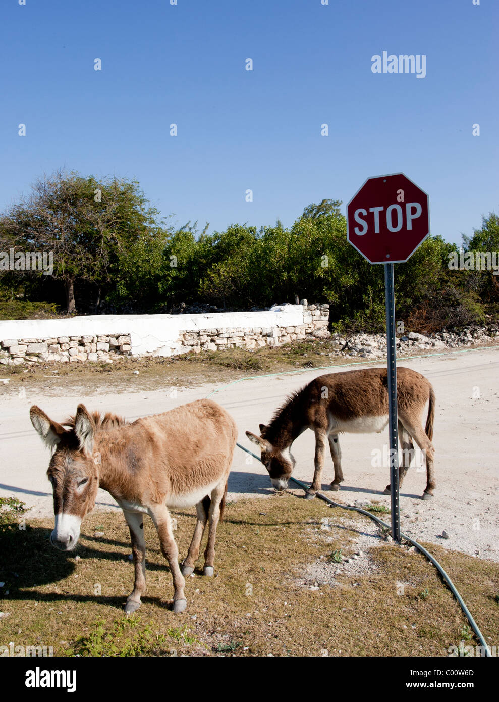 Two burros hi-res stock photography and images - Alamy