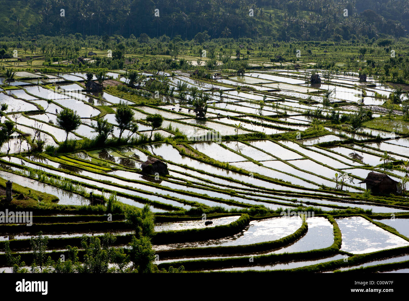 Terraced rice fields Stock Photo - Alamy
