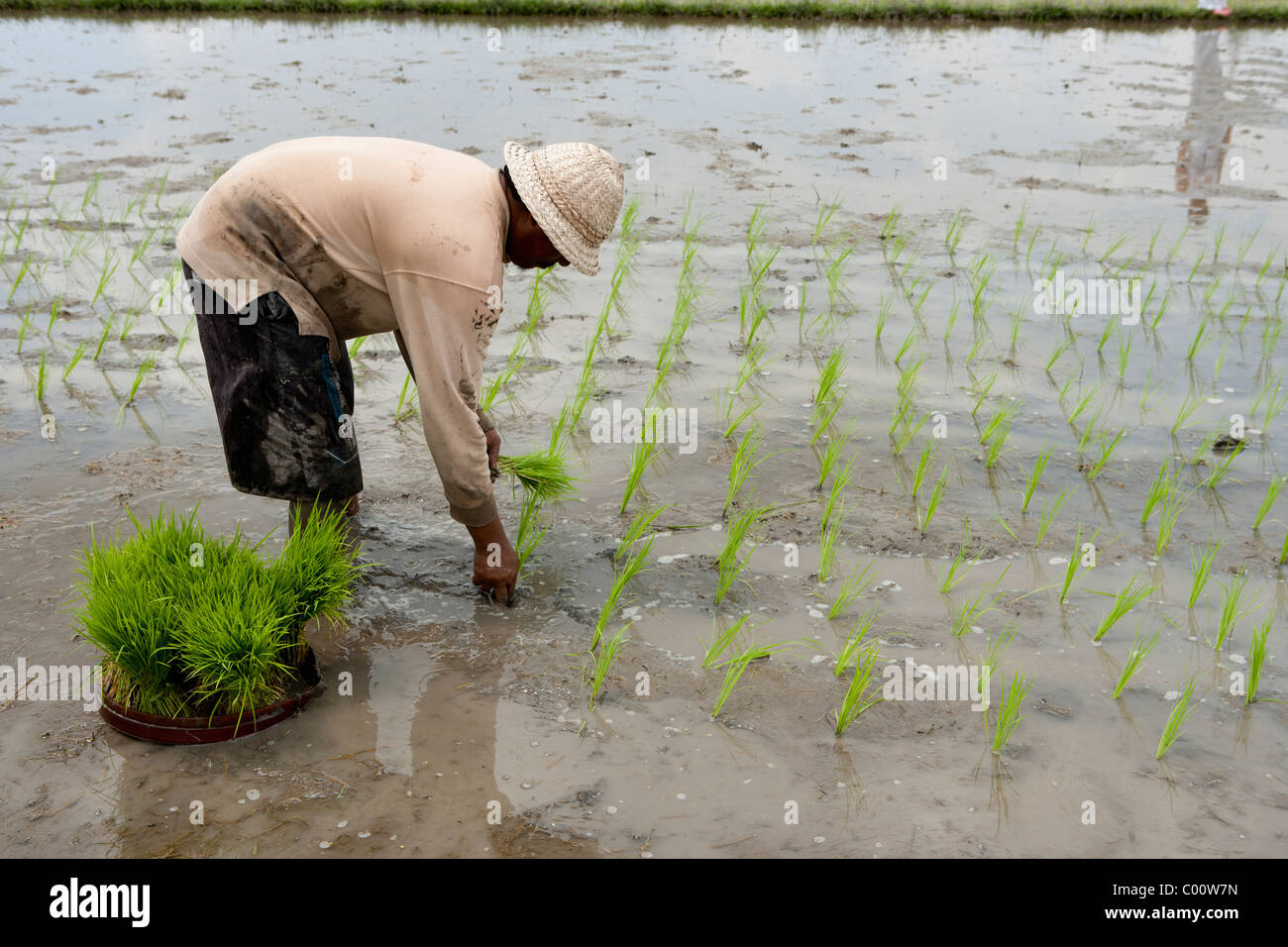 Transplanting rice into flooded rice plain Stock Photo - Alamy