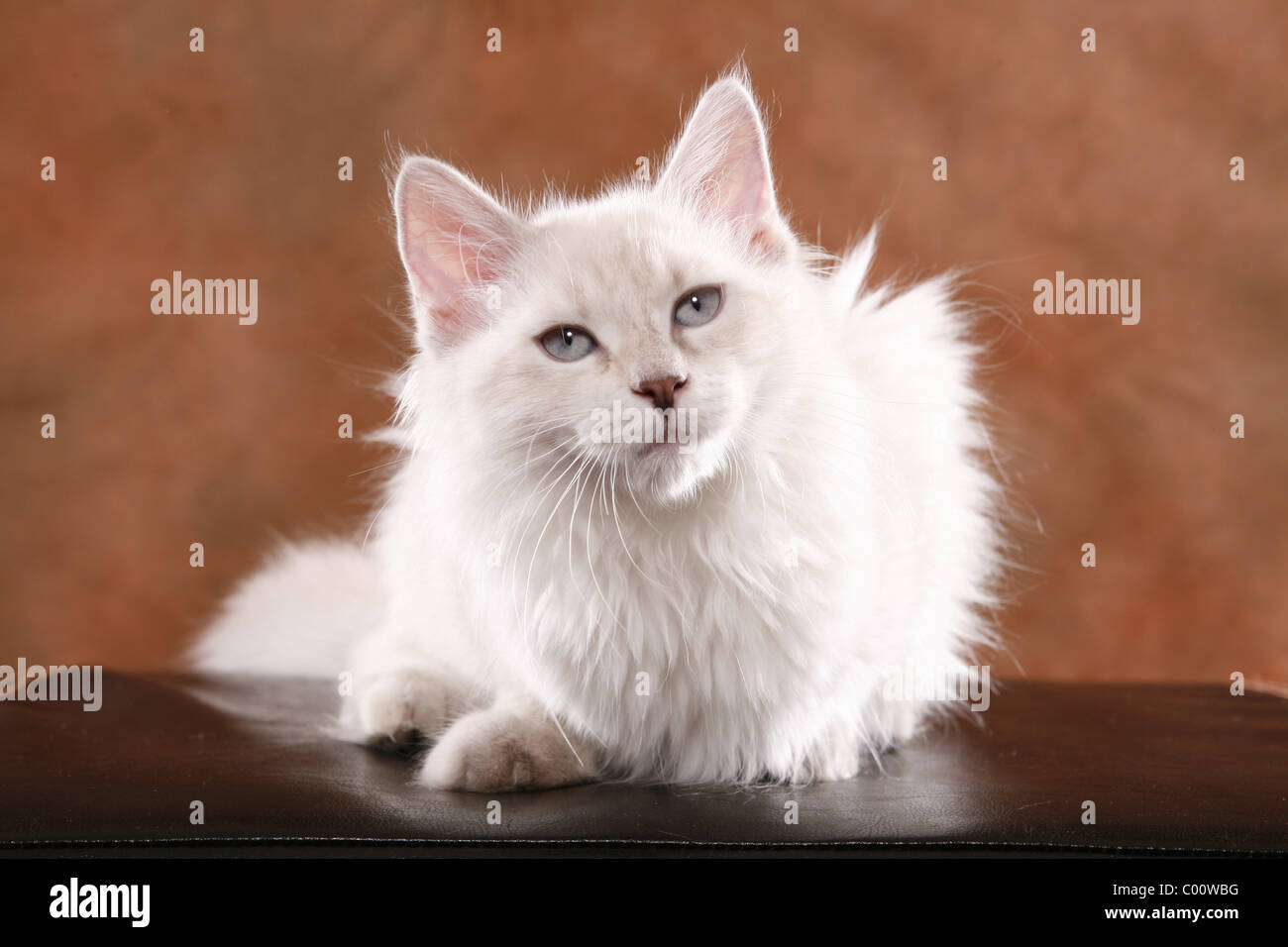 Newskaja High Resolution Stock Photography and Images - Alamy