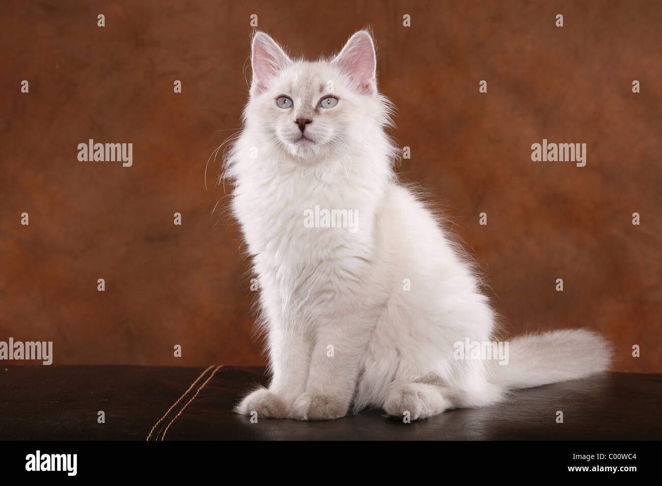 Newskaja High Resolution Stock Photography and Images - Alamy