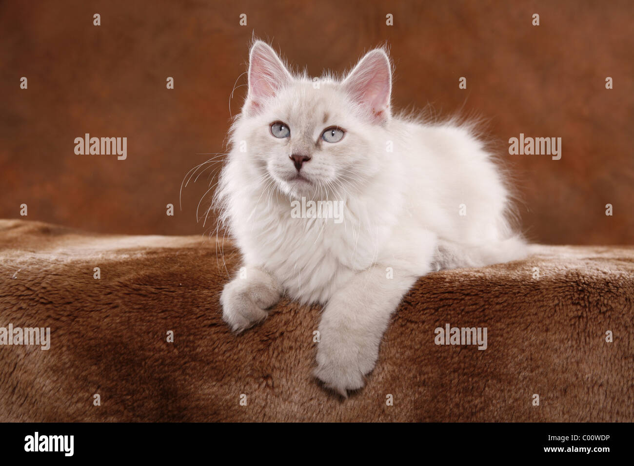 15825 hi-res stock photography and images - Alamy