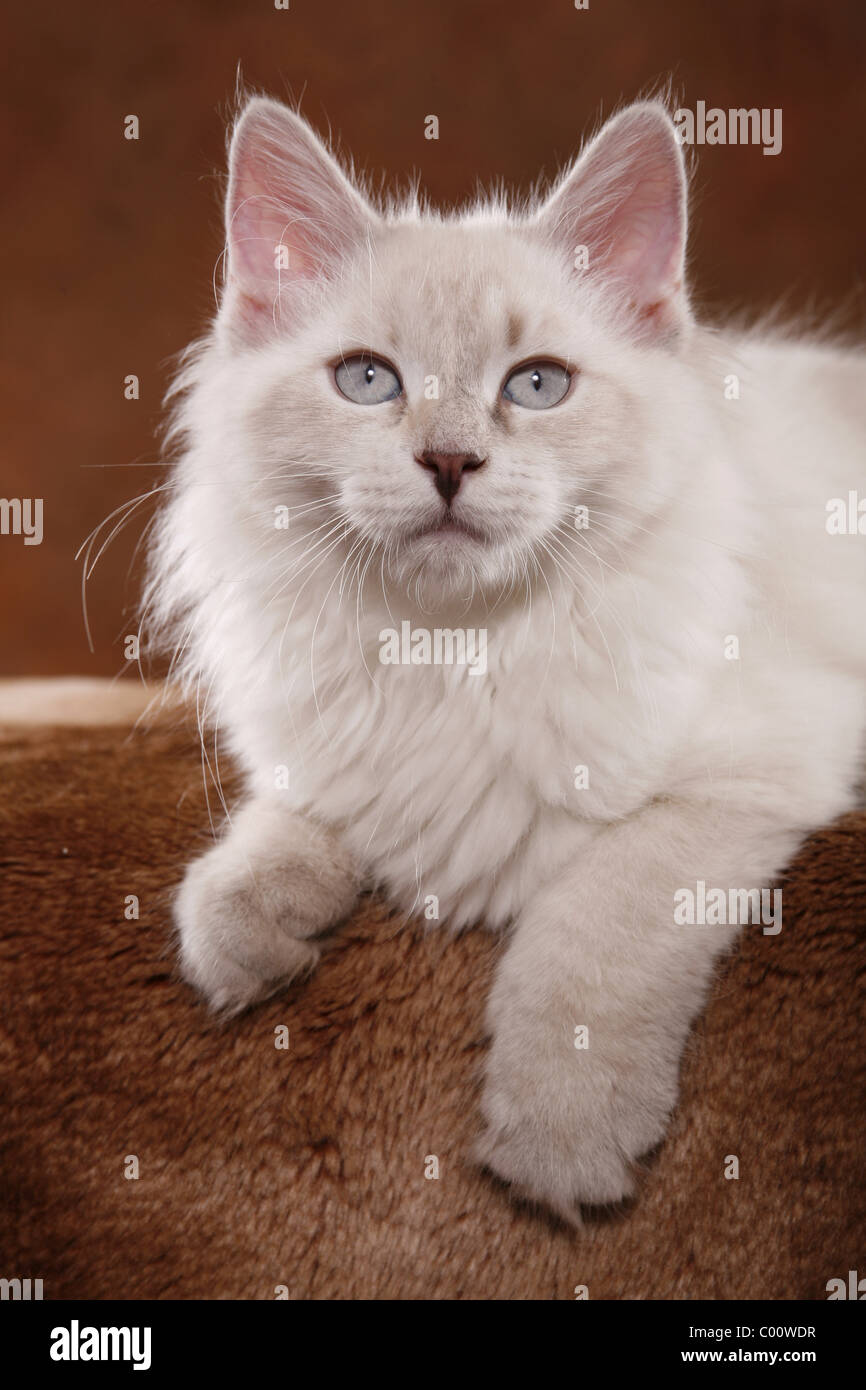 Newskaja hi-res stock photography and images - Alamy