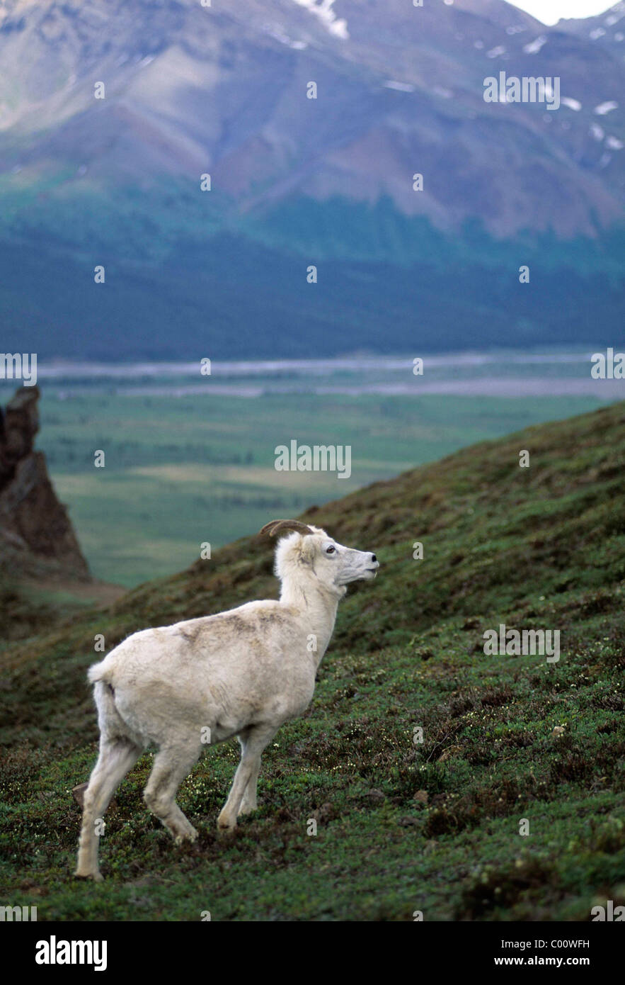 Dall sheep, dall ram, dall ewe, sheep, Denali National Park, Denali ...