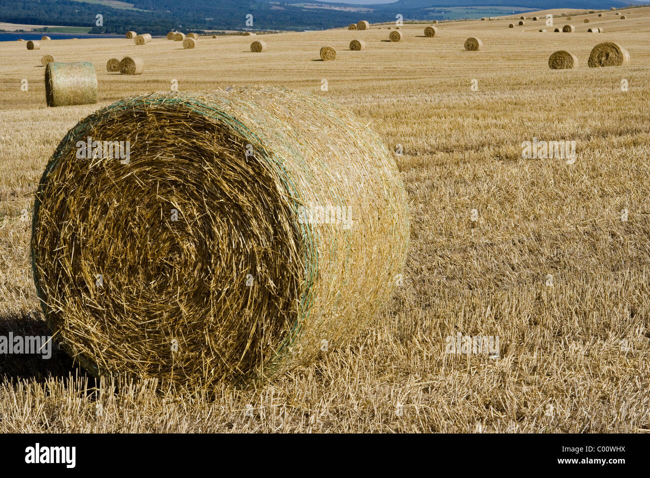Harvest time in Easter Ross Stock Photo - Alamy