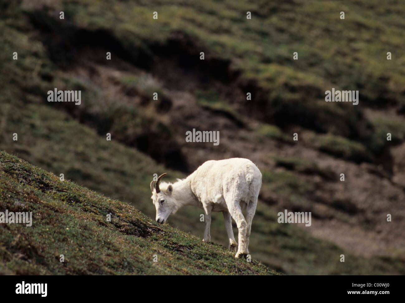 Dall sheep, dall ram, dall ewe, sheep, Denali National Park, Denali ...