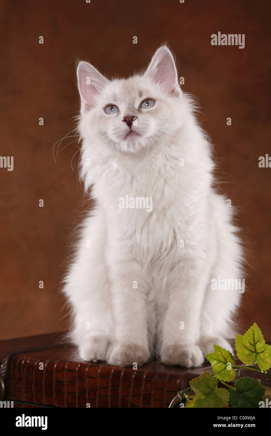 15875 hi-res stock photography and images - Alamy