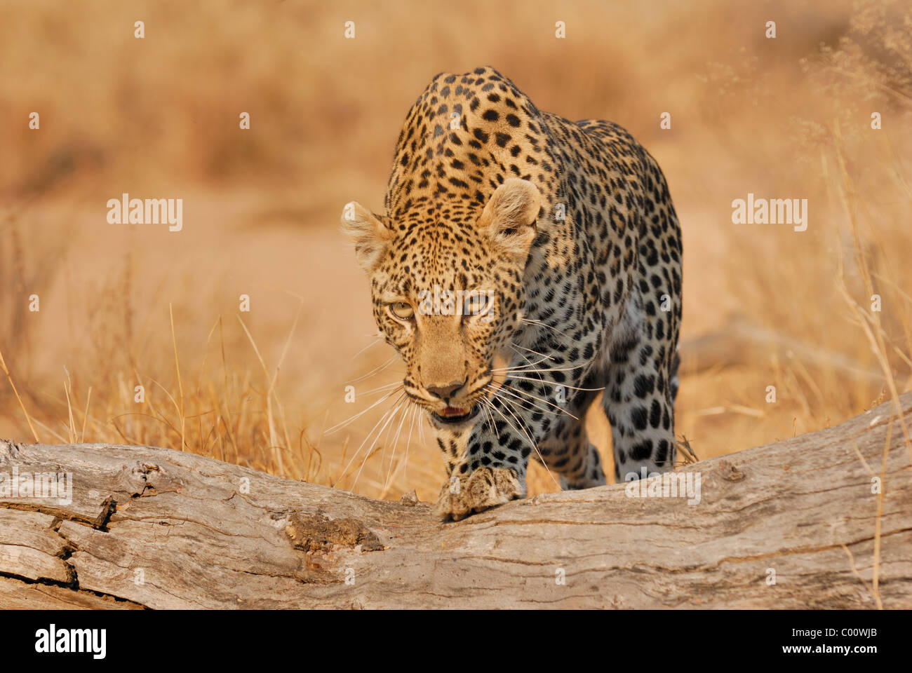 Leopardess in Africa Stock Photo - Alamy