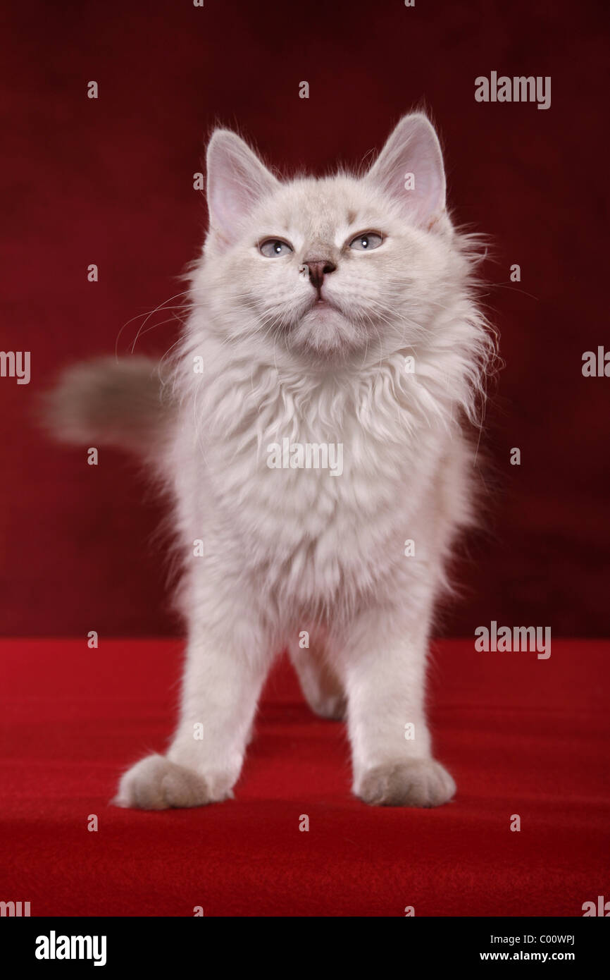 Newskaja hi-res stock photography and images - Alamy