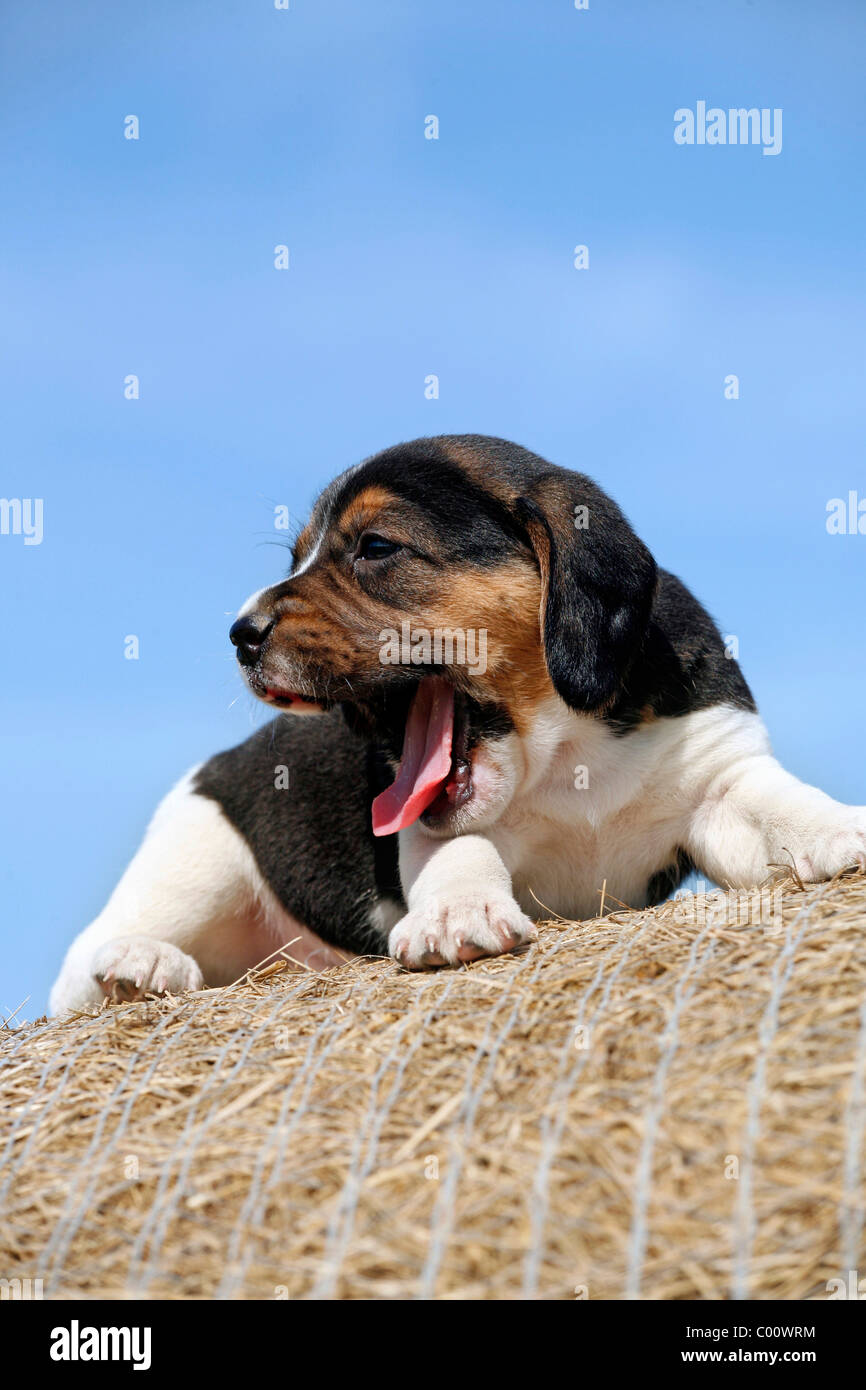 Beagle puppy yawning hi-res stock photography and images - Alamy