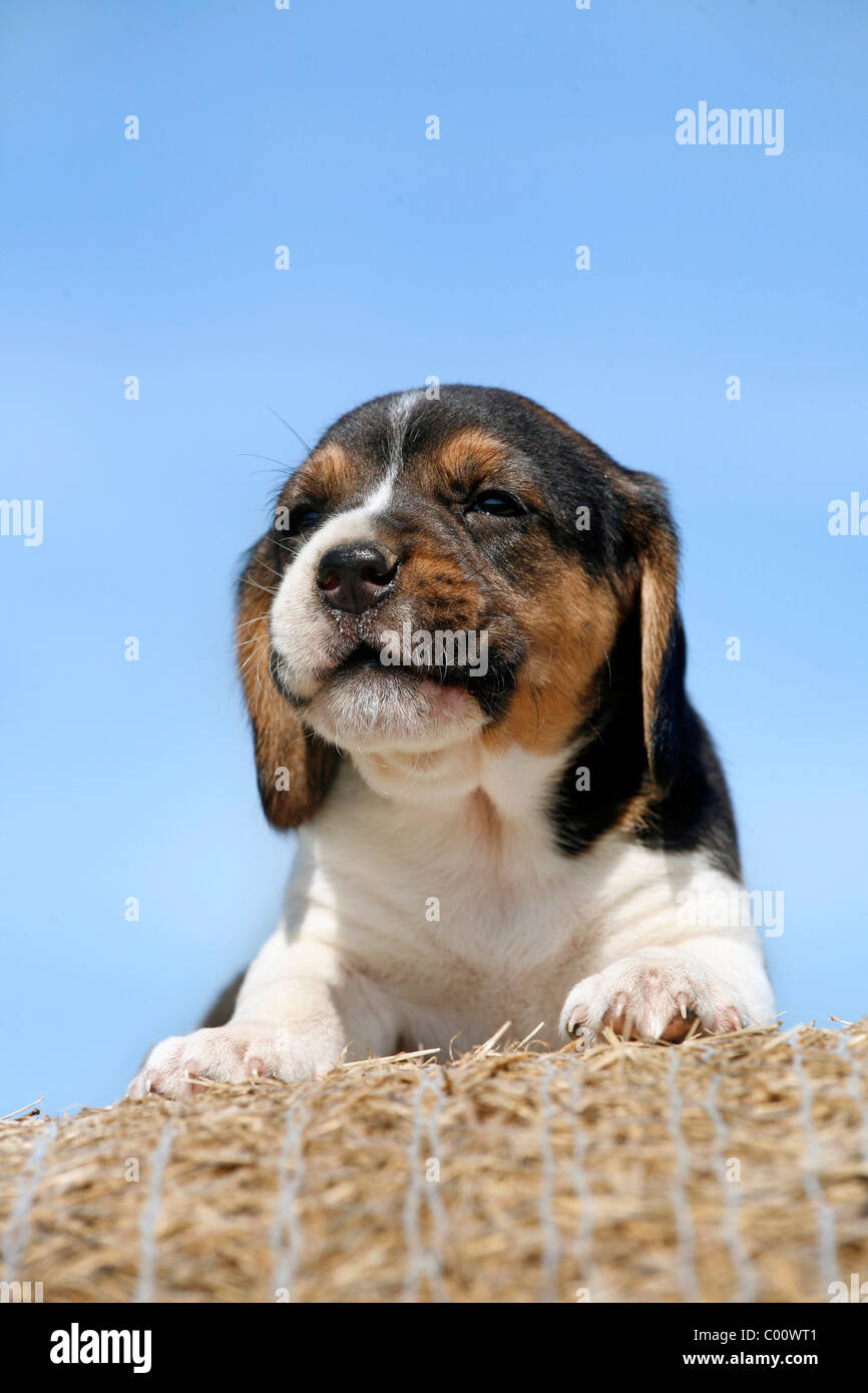 Beagles beagle puppies hi-res stock photography and images - Alamy