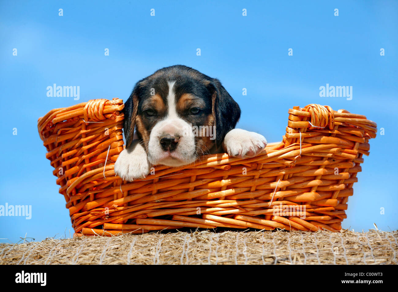 Beagle Welpe im Körbchen / Beagle pup in basket Stock Photo - Alamy