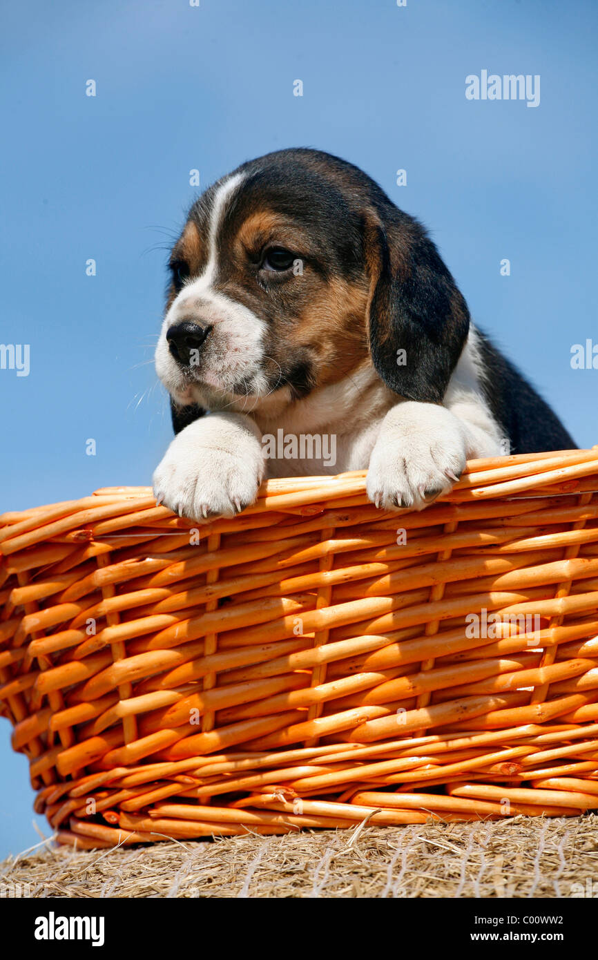Beagle Welpe im Körbchen / Beagle pup in basket Stock Photo - Alamy