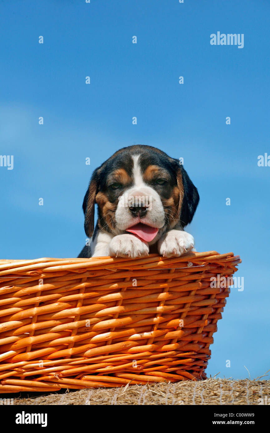 Beagle Welpe im Körbchen / Beagle pup in basket Stock Photo - Alamy