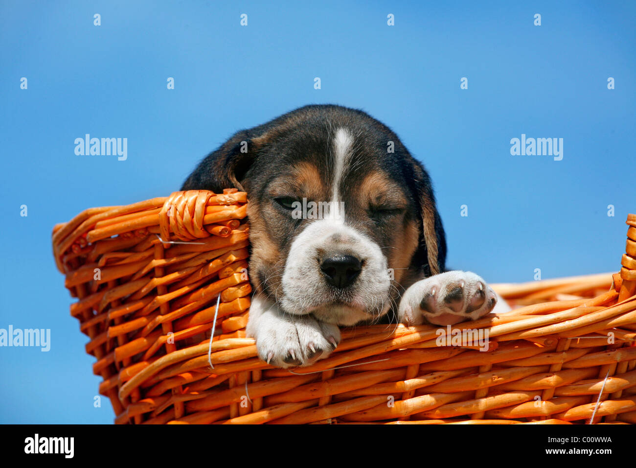 Beagle puppy basket hi-res stock photography and images - Alamy