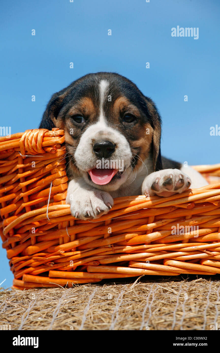 Beagle Welpe im Körbchen / Beagle pup in basket Stock Photo - Alamy