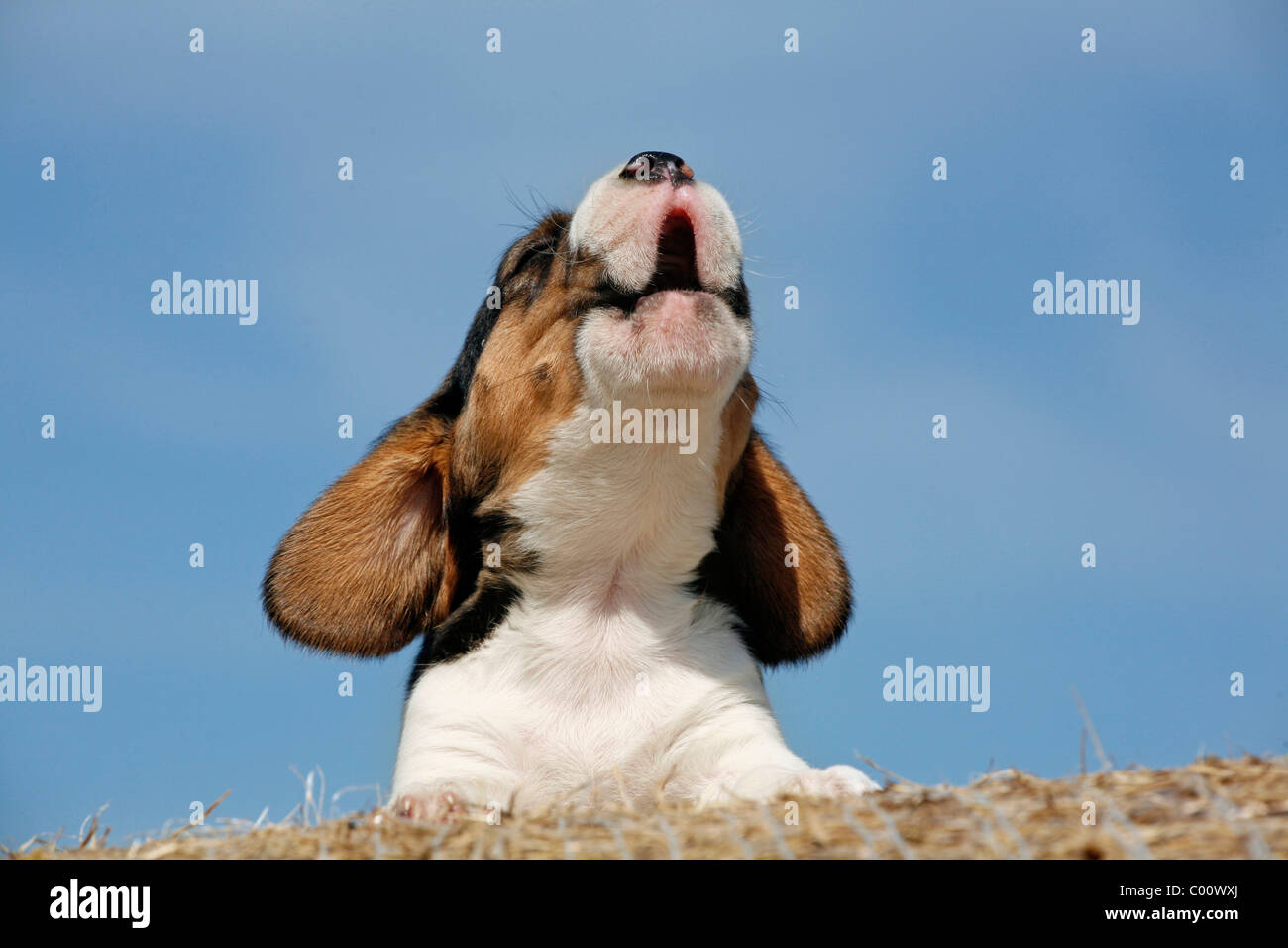 Beagle howling hi-res stock photography and images - Alamy