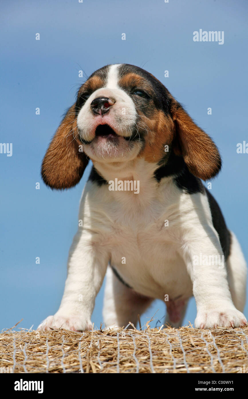 Bg beagle hi-res stock photography and images - Alamy